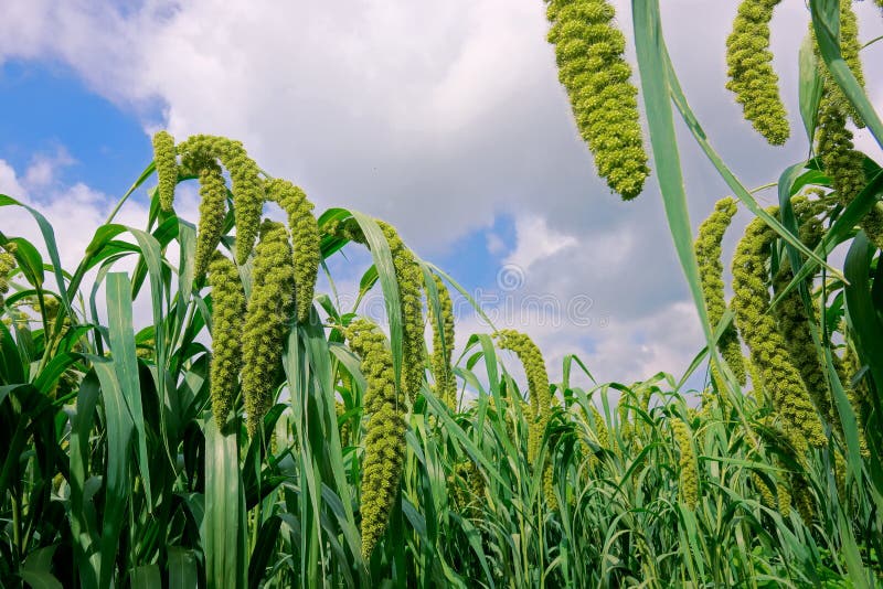 Millet stock photo. Image of fall, autumnal, eating, autumn - 34334918