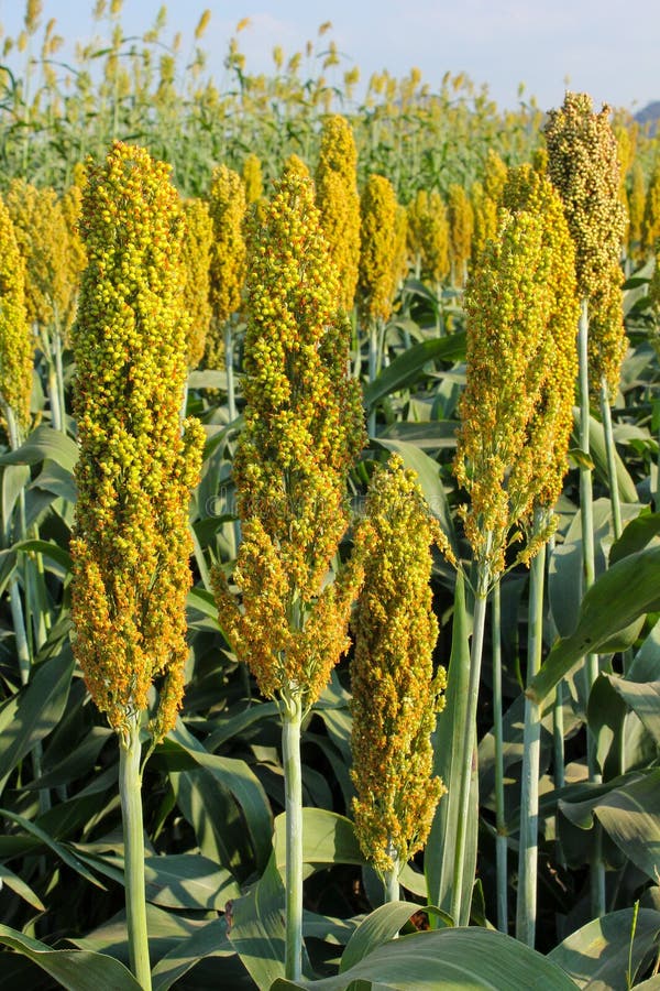 Millet farm stock image. Image of plant, harvest, green - 97365853