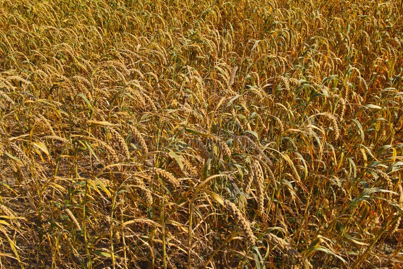 Millet field stock image. Image of crops, agriculture - 34334881
