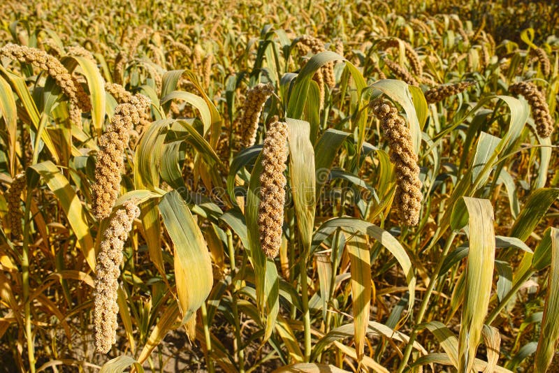 Millet field stock photo. Image of farm, ears, farmland - 45849398