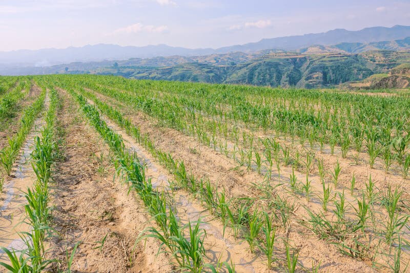 Millet field stock image. Image of nature, scenery, scenic - 188979901