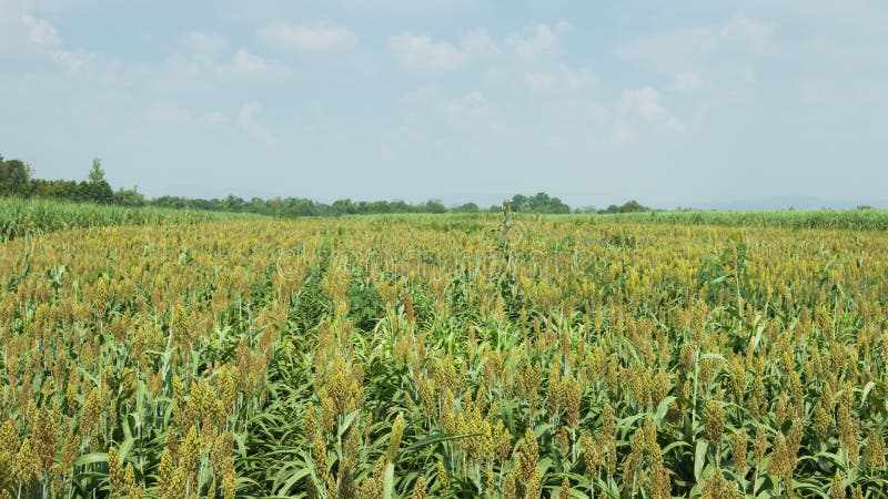 Millet Field 3 Stock Images - Download 1,935 Royalty Free Photos