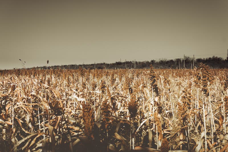 Millet Field Ready To Harvest, Artistic Photo Processing Stock Photo ...