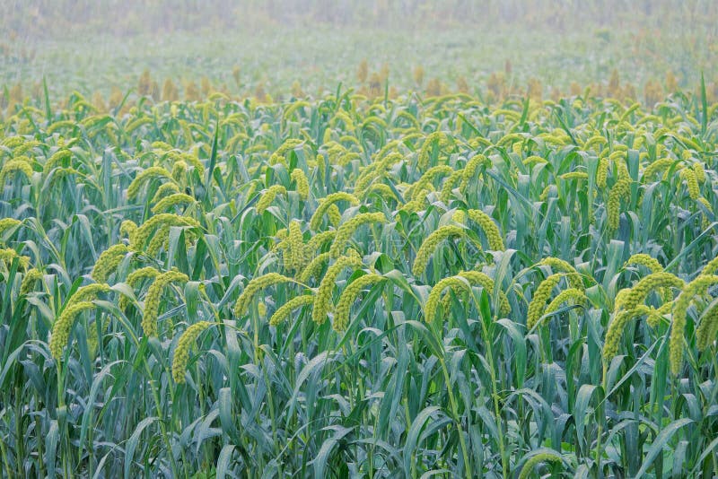Millet field stock image. Image of emblements, cultivated - 193704587