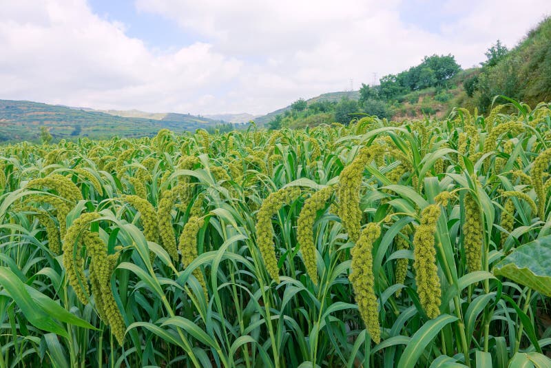 Millet field stock photo. Image of farm, farmland, cropland - 194091374