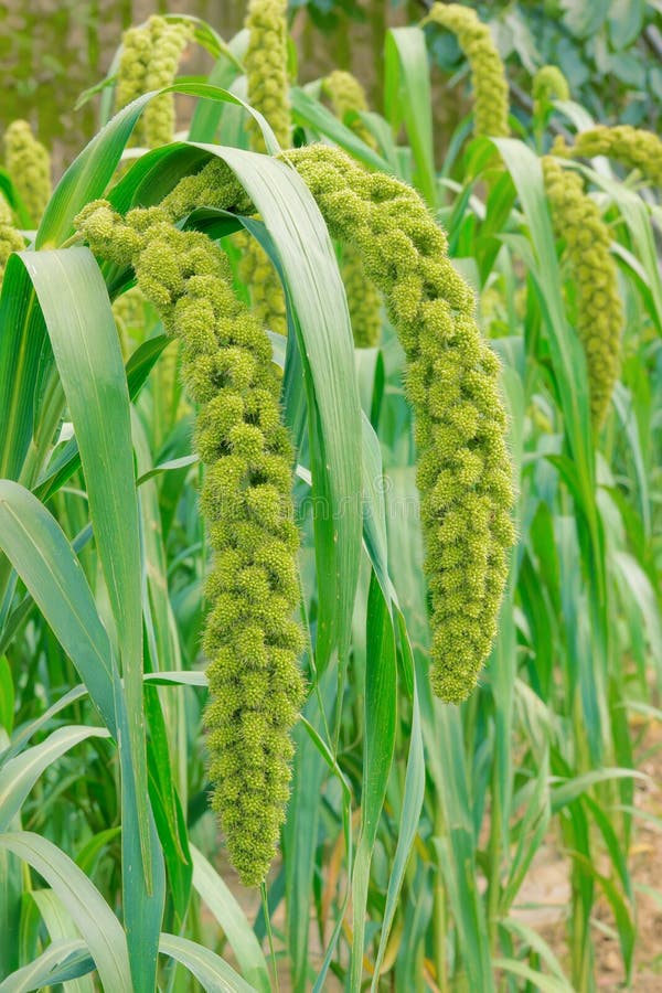 Millet field stock image. Image of ears, cultivated - 194091377