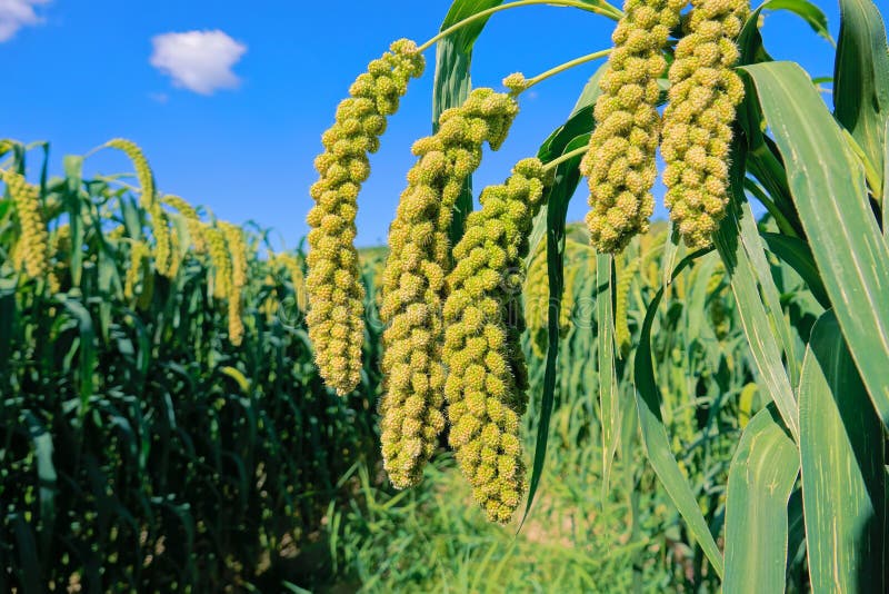 Millet field stock photo. Image of cloud, millet, crops - 195861098
