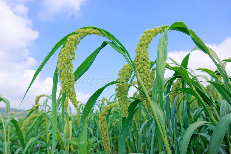 Millet field stock image. Image of farmland, plant, cropland - 194468909