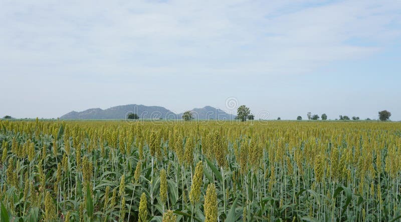 Millet Field on a Sunny Day Stock Photo - Image of harvesting, field ...
