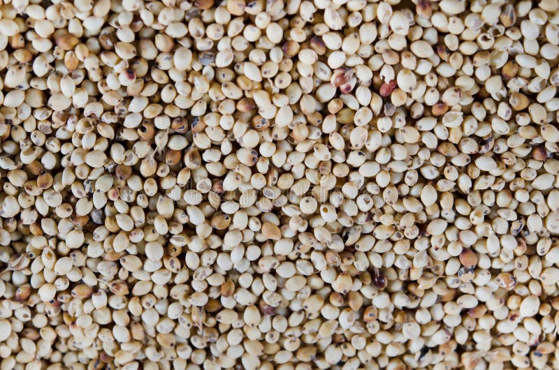 Millet grains stock photo. Image of ingredient, organic - 28890112