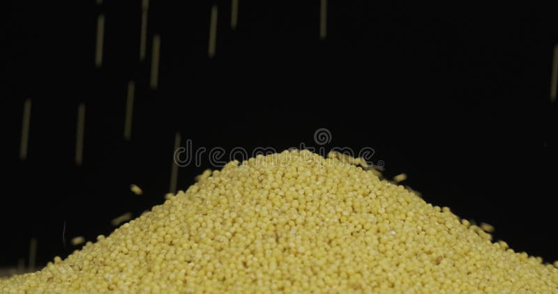 Millet Grains Fall Onto the Rotating Grain Pile. Falling Grain in the ...