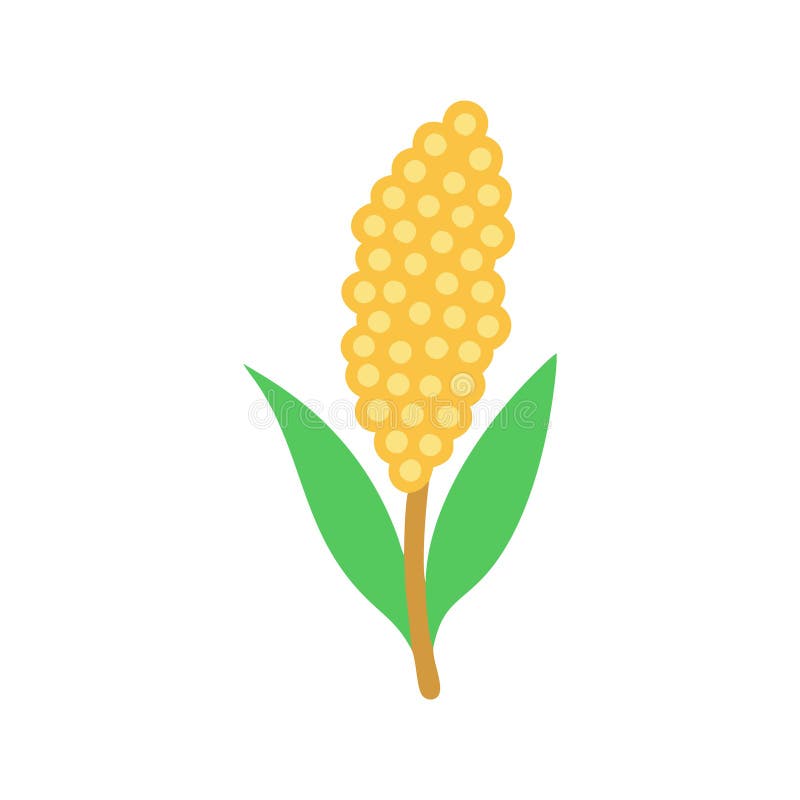 Millet Graphic for Grain Dishes Stock Vector - Illustration of millet ...