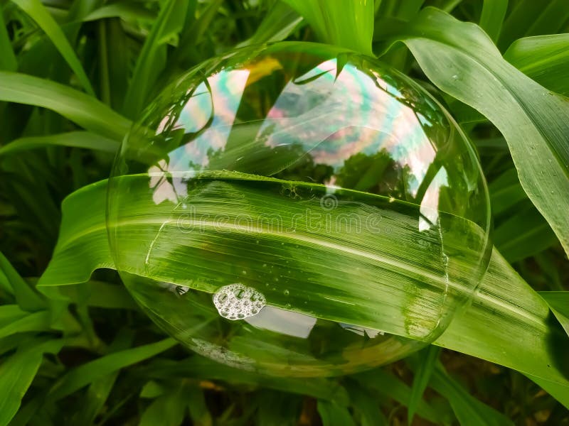Millet Leaf with Water Bubbles Stock Image - Image of environment ...
