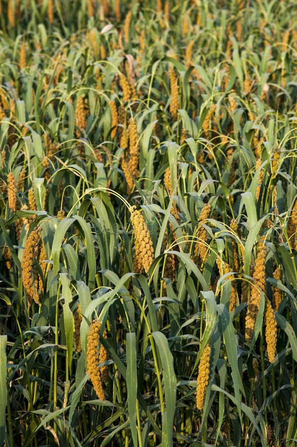 Millet stock photo. Image of fall, autumnal, eating, autumn - 34334918
