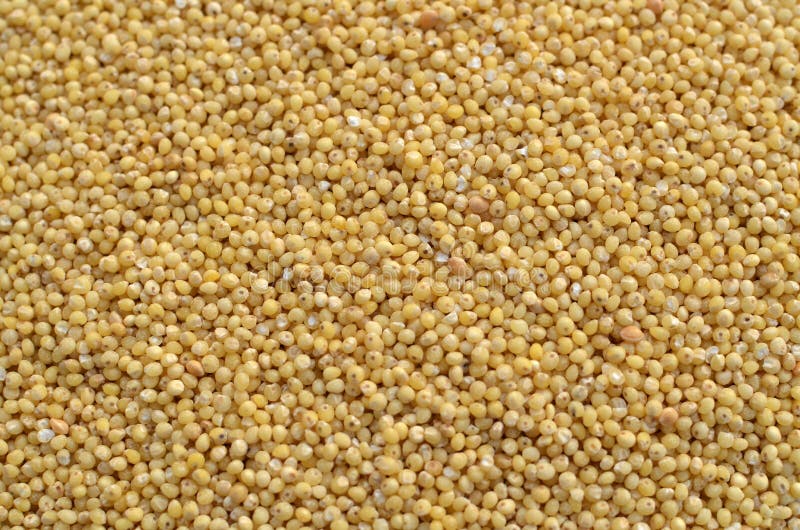 Millet stock image. Image of fatty, harvest, full, blood - 98456807