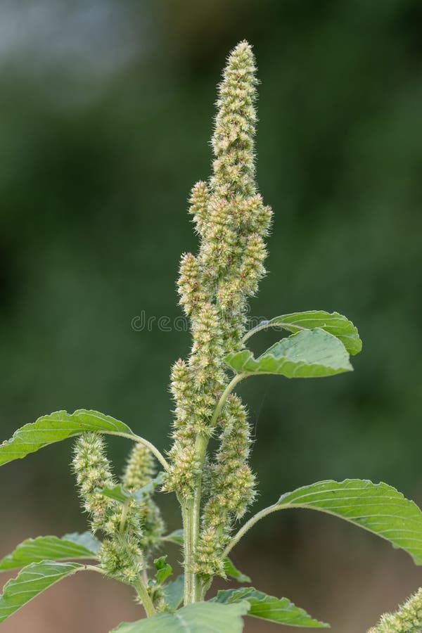 Millet plant stock photo. Image of leaf, outdoors, outdoor - 236615544