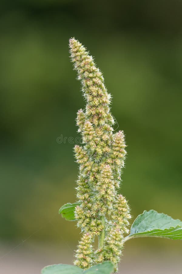 Millet plant stock photo. Image of leaf, close, fodder - 236615894