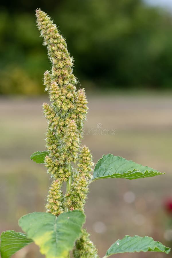 Millet plant stock photo. Image of natural, close, fodder - 236617372