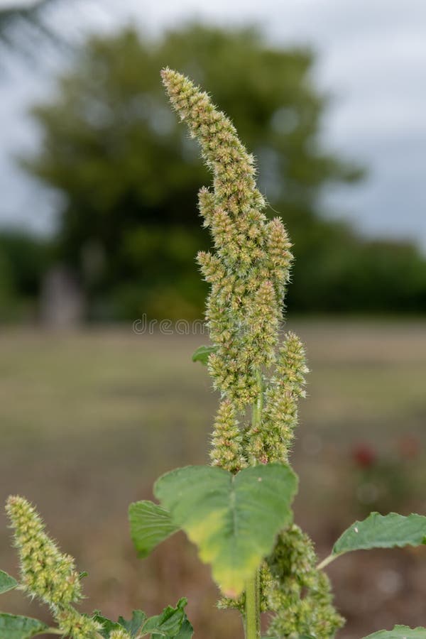 Millet plant stock photo. Image of macro, seeds, outdoor - 236618134