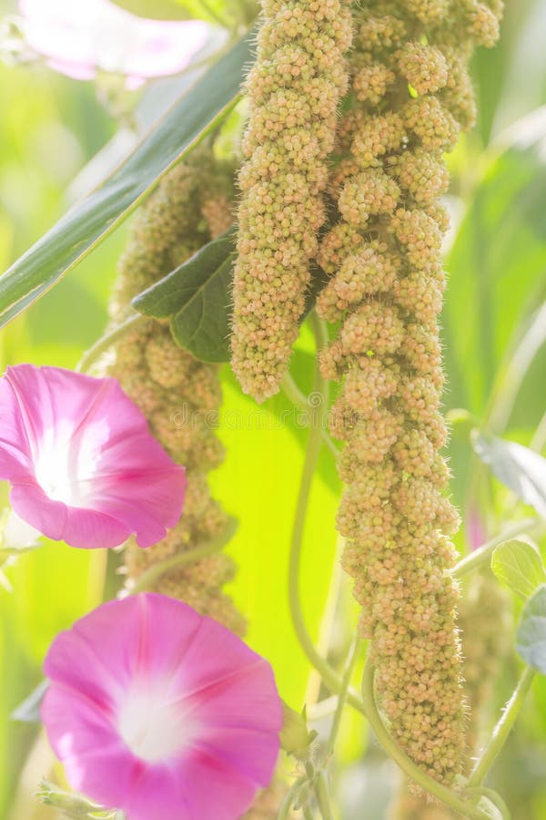 Millet Planted in the Fields Stock Image - Image of huang, invigorating ...