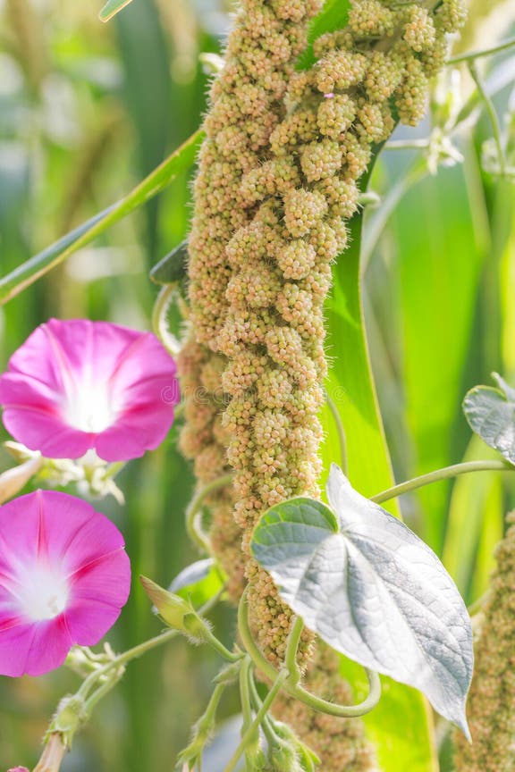 Millet Planted in the Fields Stock Photo - Image of crops, angle: 125880036
