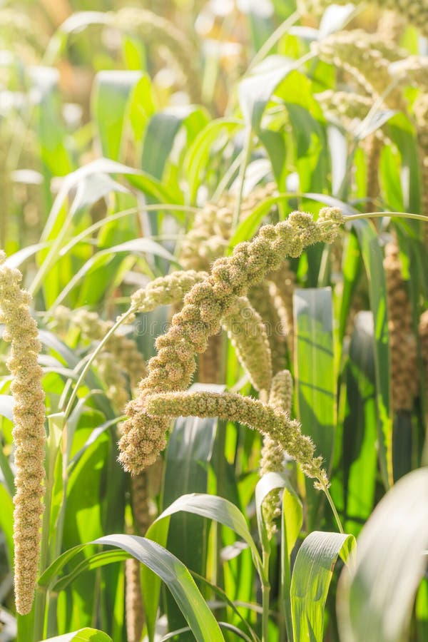 Millet Planted in the Fields Stock Photo - Image of agricultural, local ...