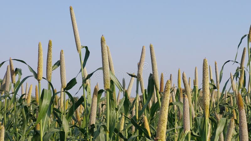 Millet plants farm field stock photo. Image of field - 258117818