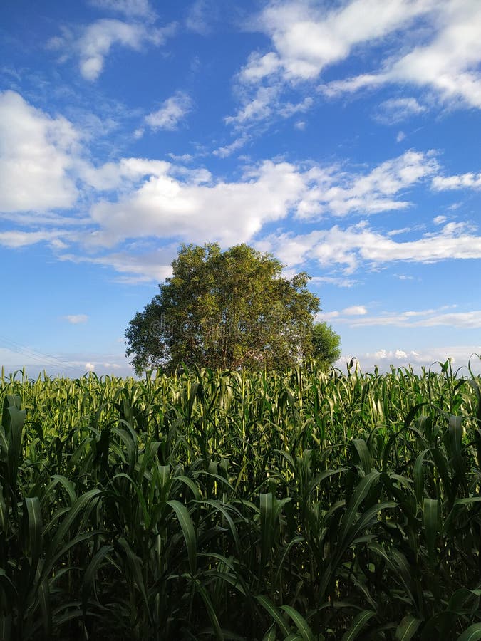 Millet Plants and Tree on Blue Sky Background Stock Image - Image of ...