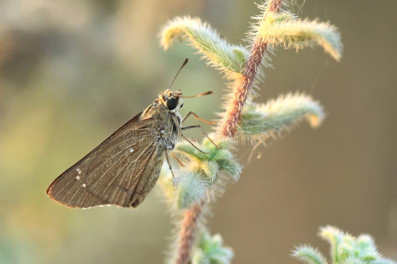 Millet skipper stock photo. Image of whit, swift, plant - 284124542
