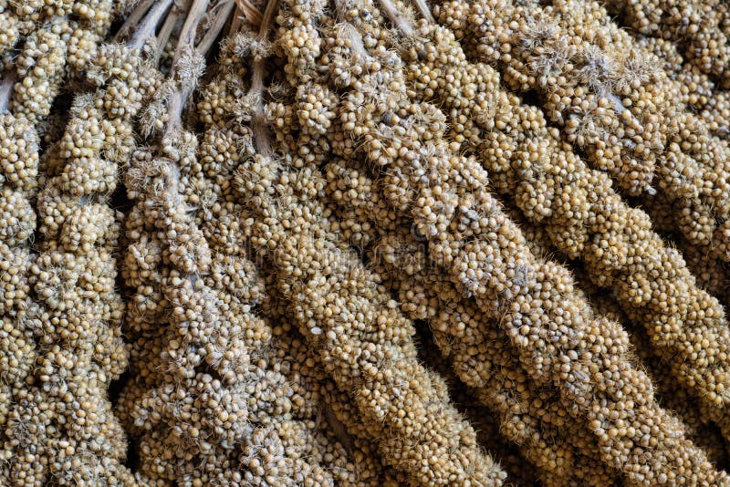Millet Sprays Stacked in a Diagonal Pattern in Close Up View. Stock ...