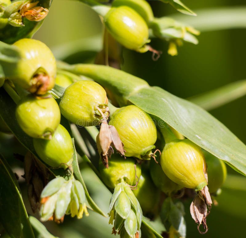 Millet on tree stock image. Image of india, millet, agriculture - 46742649