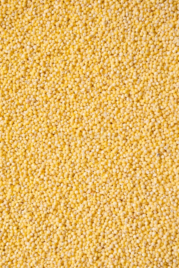 Millet vertical stock photo. Image of isolated, macro - 18173474