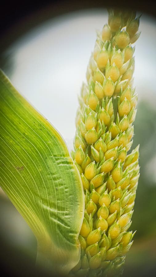 Millet or What Can Be Called Bulgur is Still Young and Noble, it ...