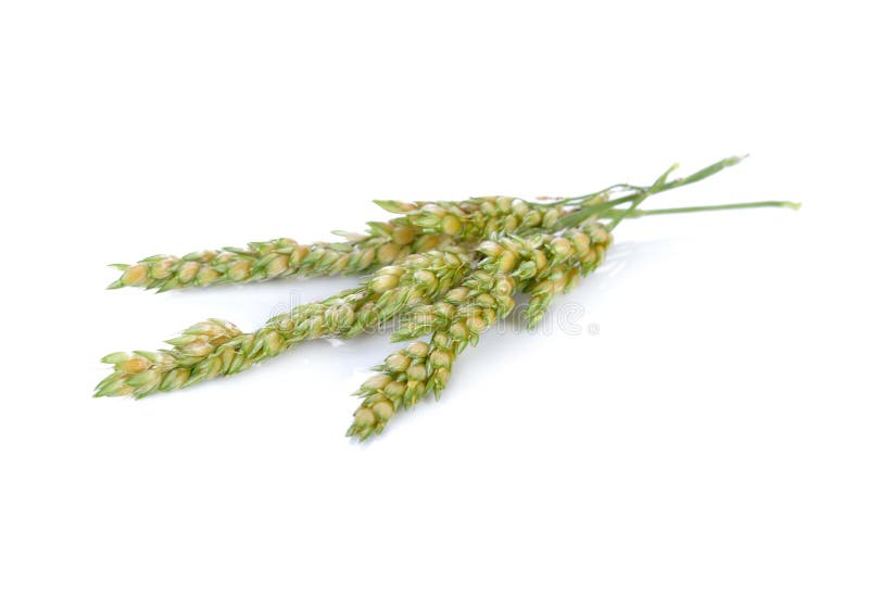 An Image of Raw Yellow Millets in a Bag. Vector Illustration Stock ...