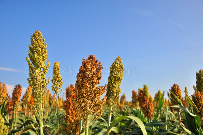 Millets stock image. Image of farm, alternative, cereal - 10736243