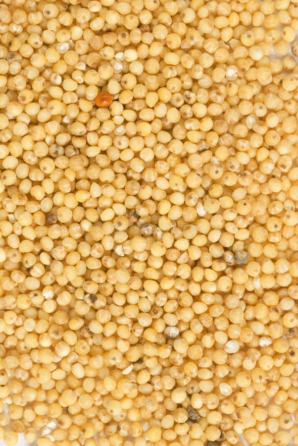 Millets stock image. Image of eating, millet, brown, healthy - 9147579