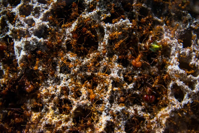 Colonie de fourmis photo stock. Image du fourmi, emboîtement - 69720684
