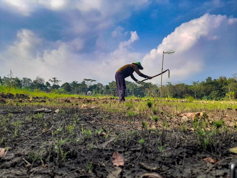 Farmers Work Their Fields Using a Hoe Editorial Stock Image - Image of ...