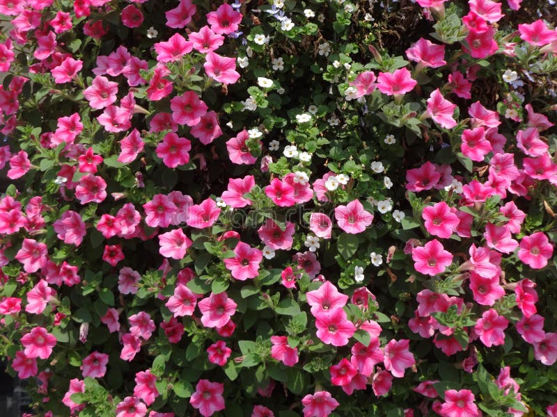 Million Bell Hanging Basket Stock Photos - Free & Royalty-Free Stock ... Million Bell Hanging Basket Stock Photos - Free & Royalty-Free Stock ...