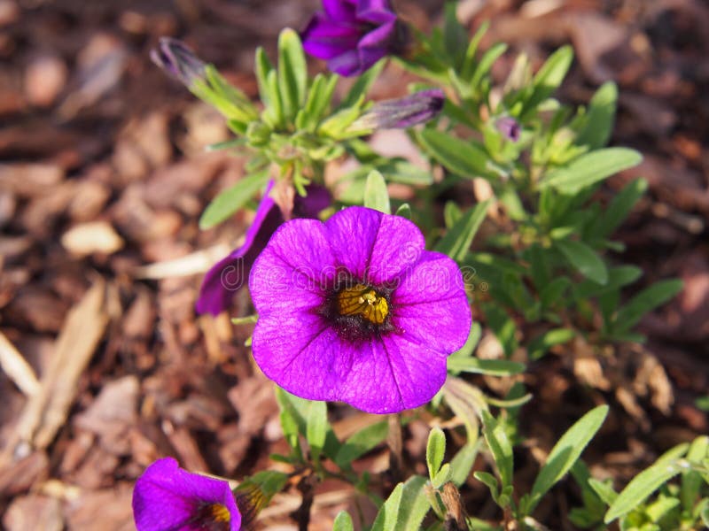 Million Bells - Calibrachoa Stock Photo - Image of macro, flora: 79511138