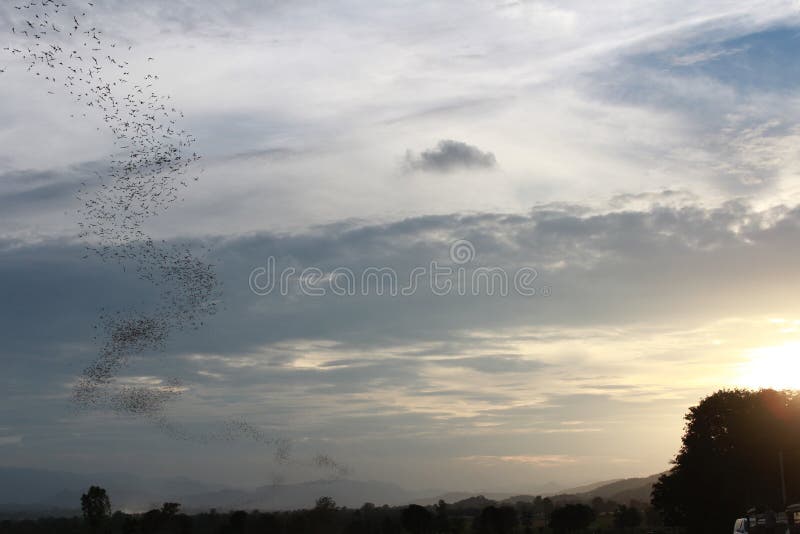 Millions of Bats Flying during Sunset with Bright Sun Stock Photo ...