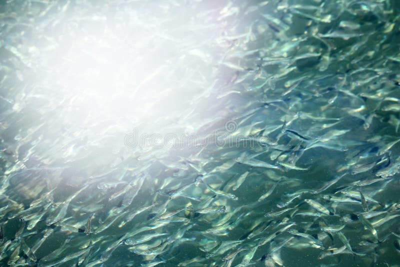 Millions of Little Fish Under the Sea Water Reflects Sunlight. Stock ...