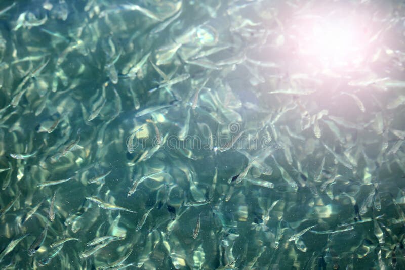 Millions of Little Fish Under the Sea Water Reflects Sunlight. Stock ...