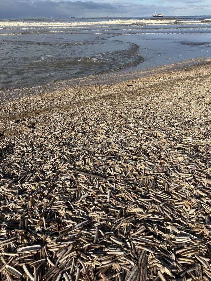Millions of Razor Clams on the Beach of the North Sea Stock Image ...