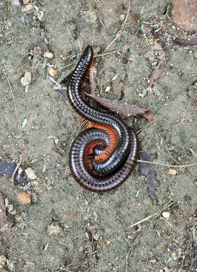 Centipede curled up stock photo. Image of legs, defensive - 1358254