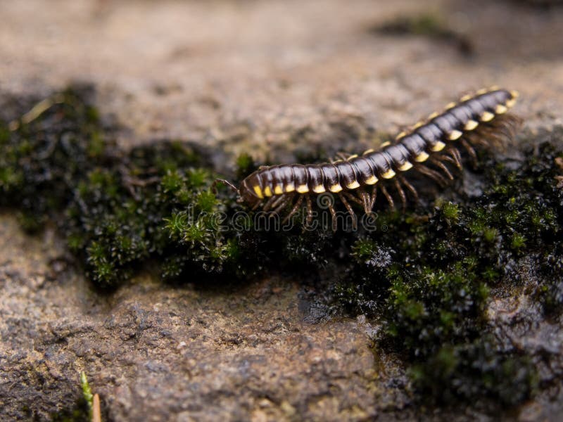 Millipede stock photo. Image of yellow, moss, crawl, bugs - 16980738