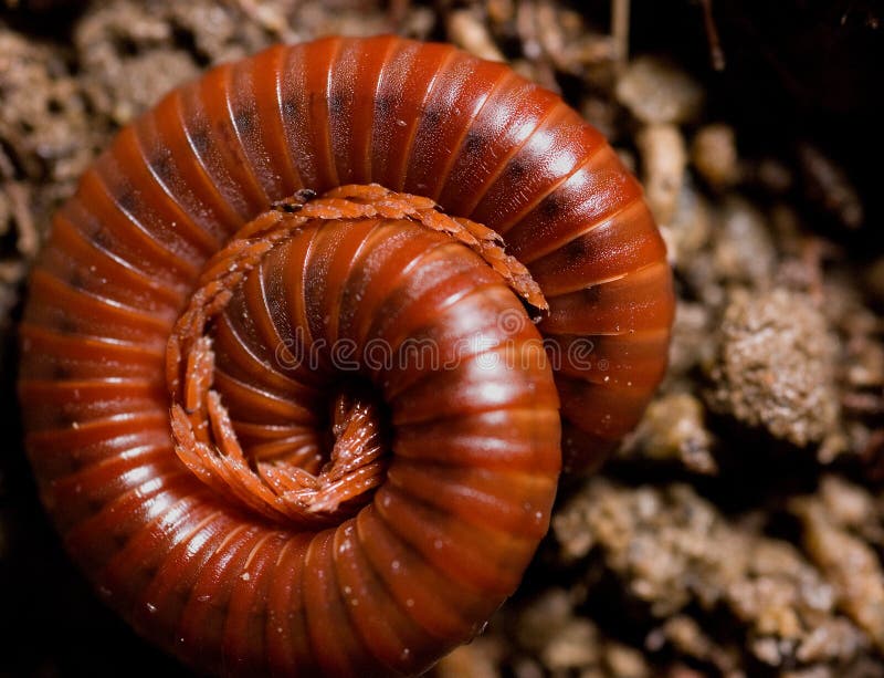 Millipede stock image. Image of brown, millipede, nature - 4999929