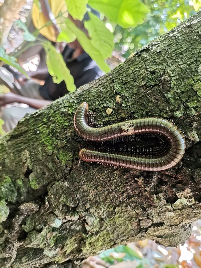 Millipede on the Back of an Old Cocoa Tree Stock Photo - Image of back ...