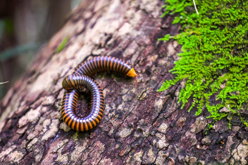 Millipede stock photo. Image of white, thailand, crawl - 95487944