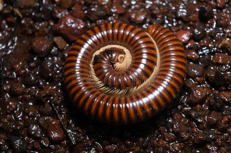 Millipede closeup image stock photo. Image of butterfly - 268116706